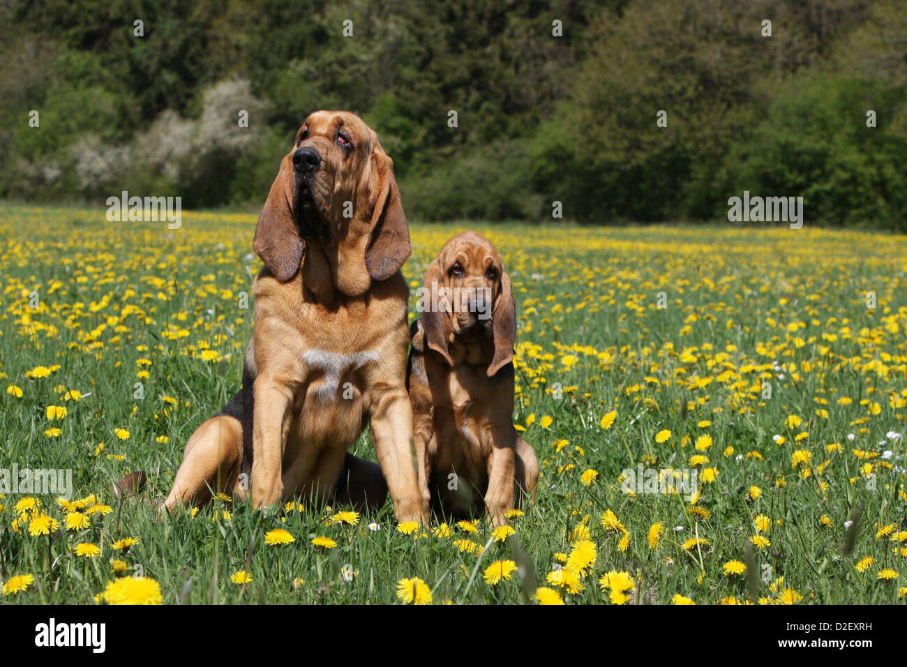 Hund Bluthund / Chien de Saint-Hubert Erwachsene und Welpen sitzen auf ...