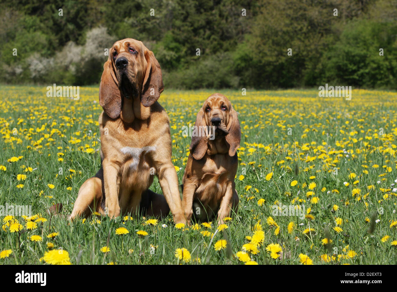 Young bloodhound st hubert hound -Fotos und -Bildmaterial in hoher ...