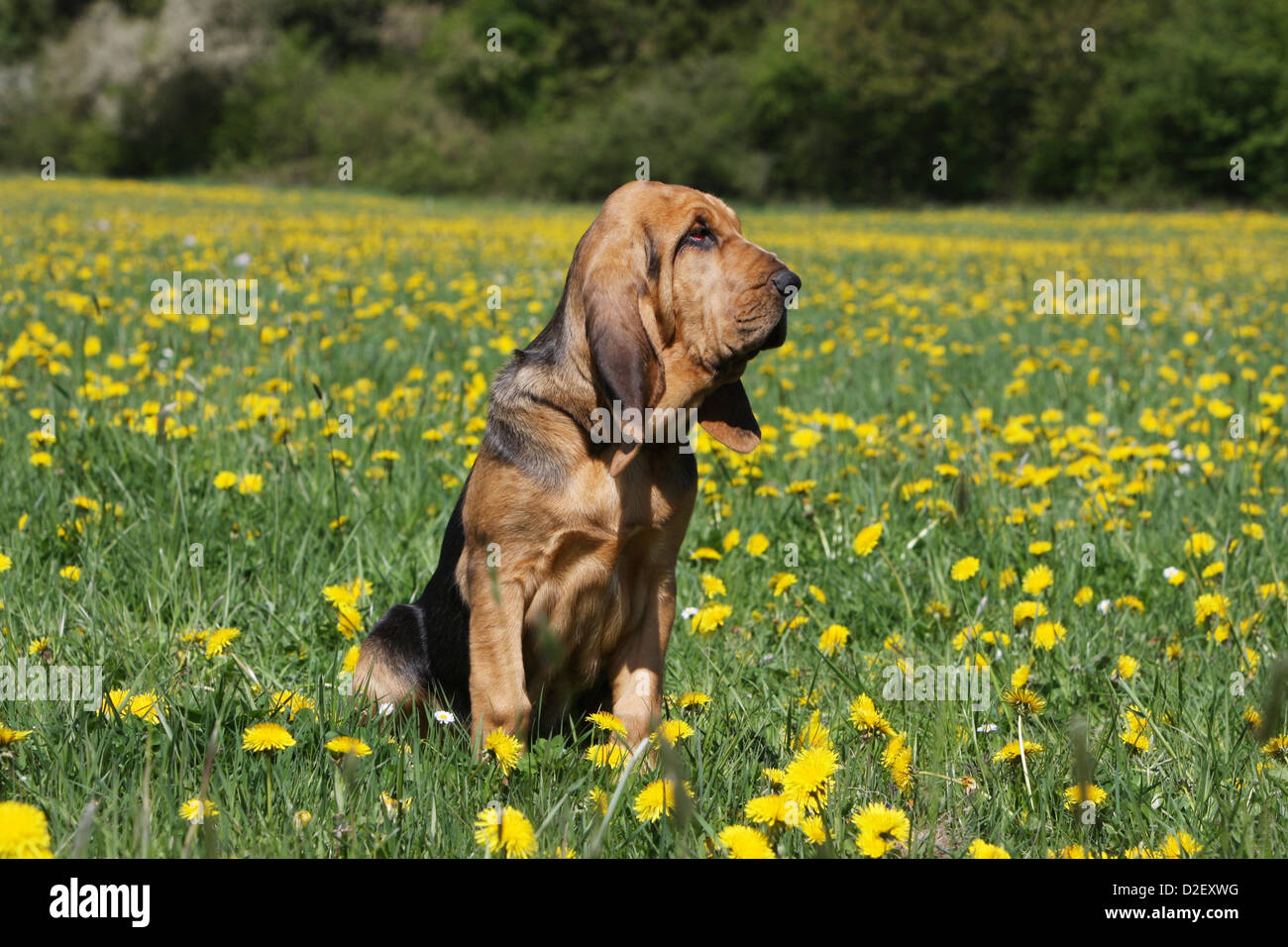 Young Bloodhound St Hubert Hound Stockfotos und -bilder Kaufen - Alamy