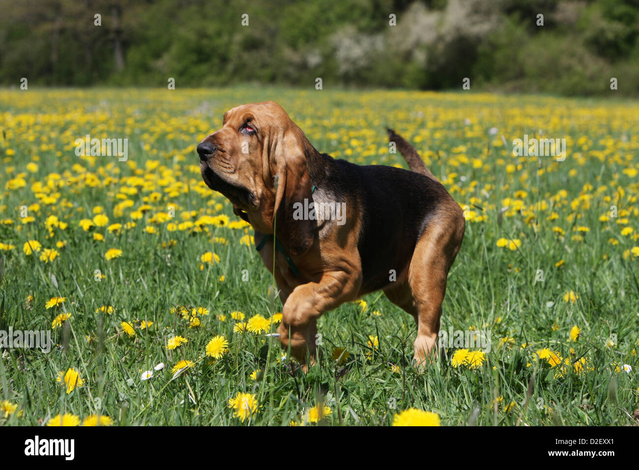 Young Bloodhound St Hubert Hound Stockfotos und -bilder Kaufen - Alamy