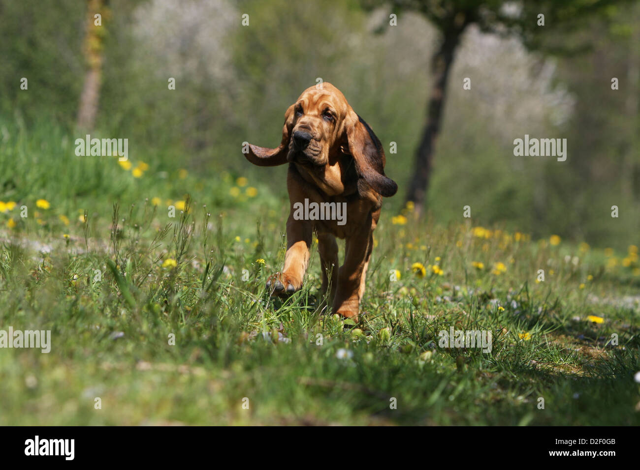 Young bloodhound st hubert hound -Fotos und -Bildmaterial in hoher ...