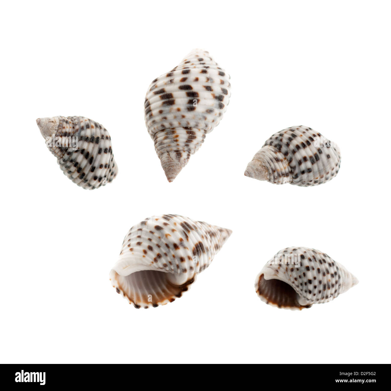 Nassarius shell -Fotos und -Bildmaterial in hoher Auflösung – Alamy