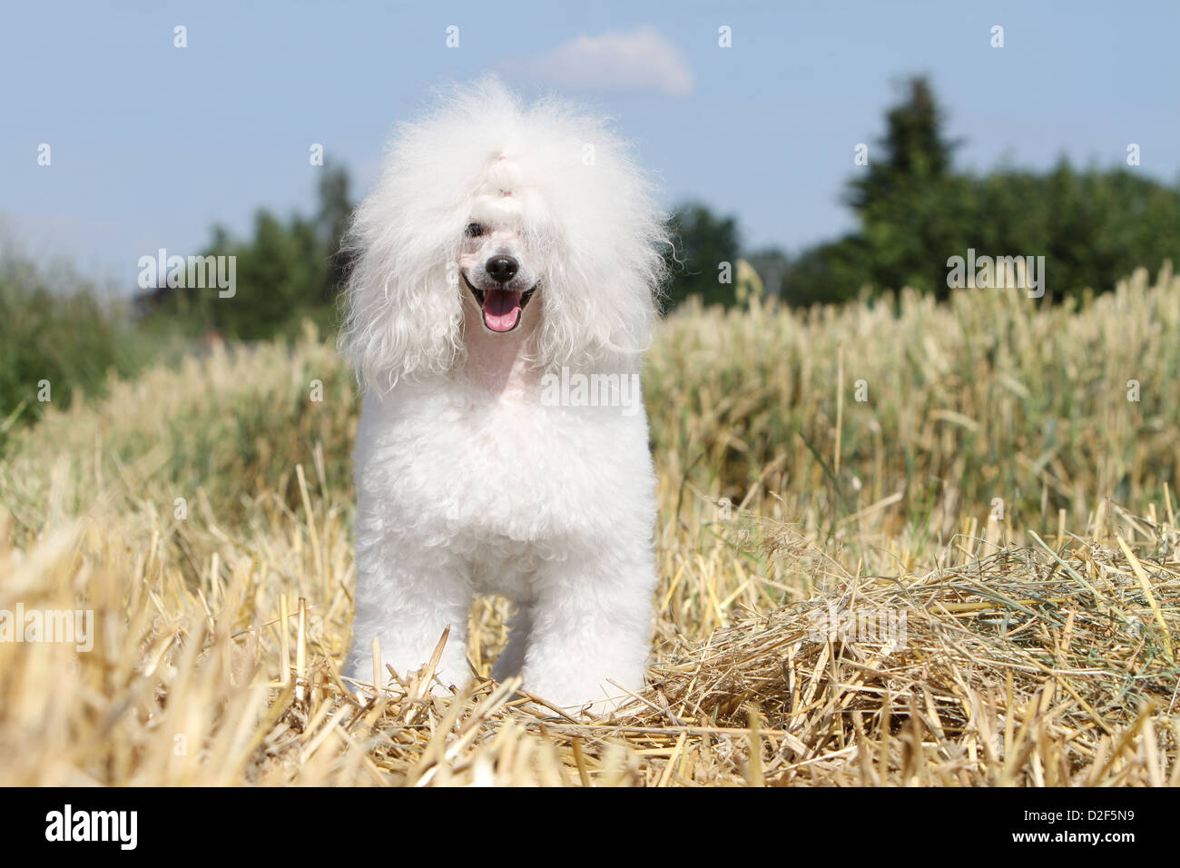 Pudel Hund / Pudel / Caniche, Miniatur / Zwerg / Nain Erwachsener (weiß ...