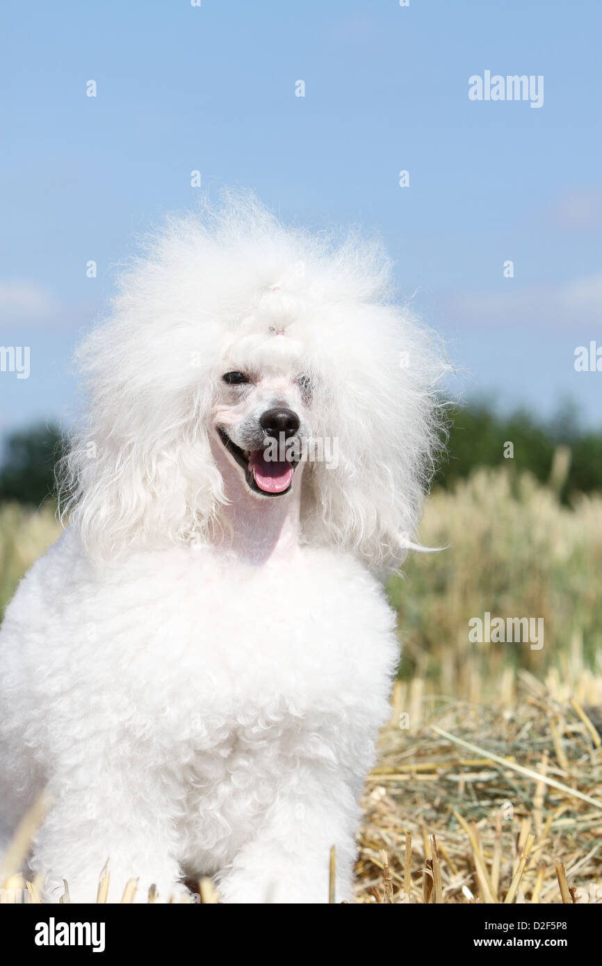 Pudel Hund / Pudel / Caniche, Miniatur / Zwerg / Nain Erwachsene (weiss ...