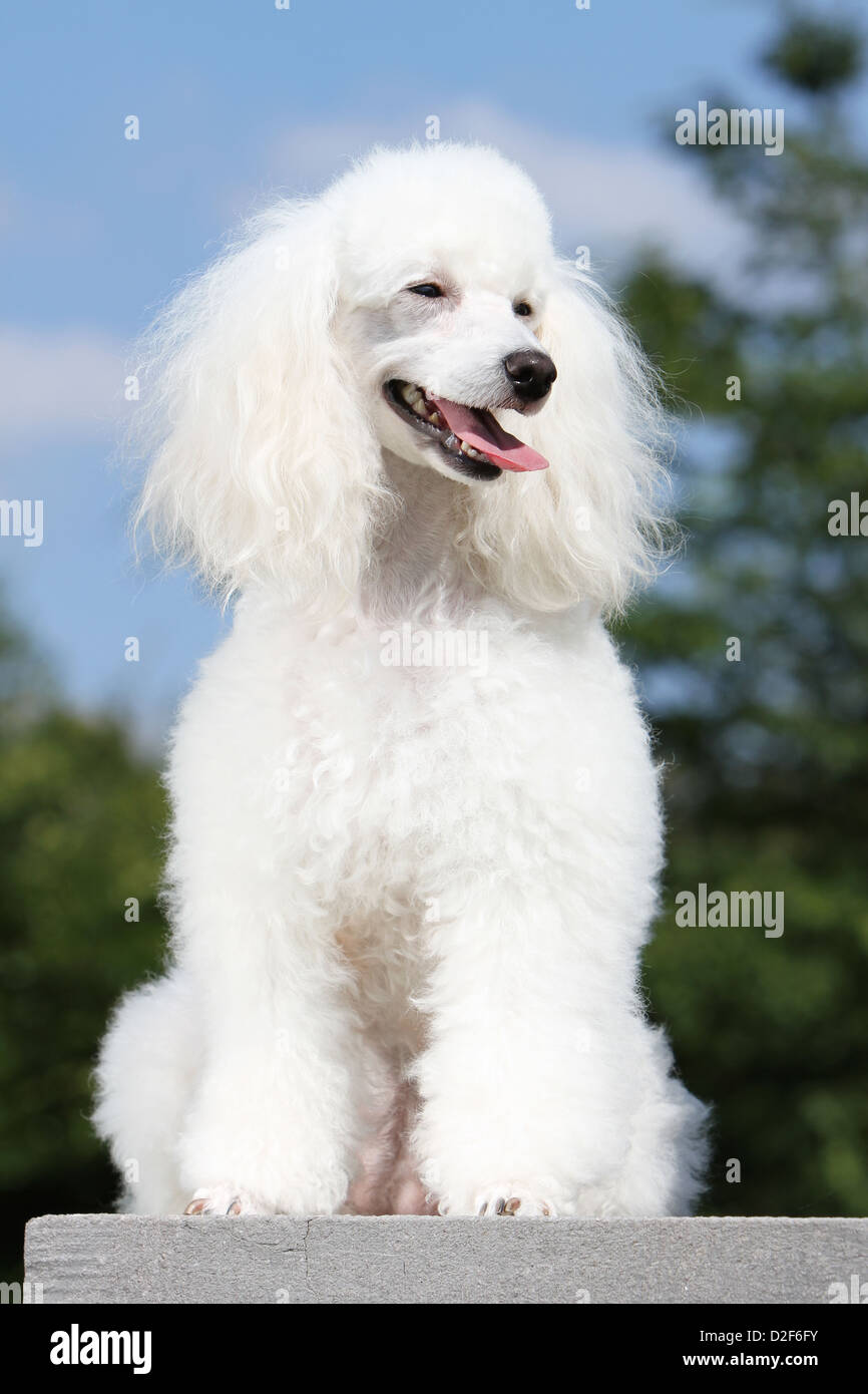 Pudel Hund / Pudel / Caniche, Miniatur / Zwerg / sitzen Nain ...