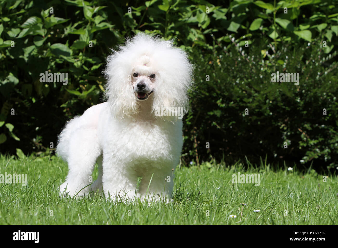 Miniature Poodle Standing Stockfotos und -bilder Kaufen - Alamy