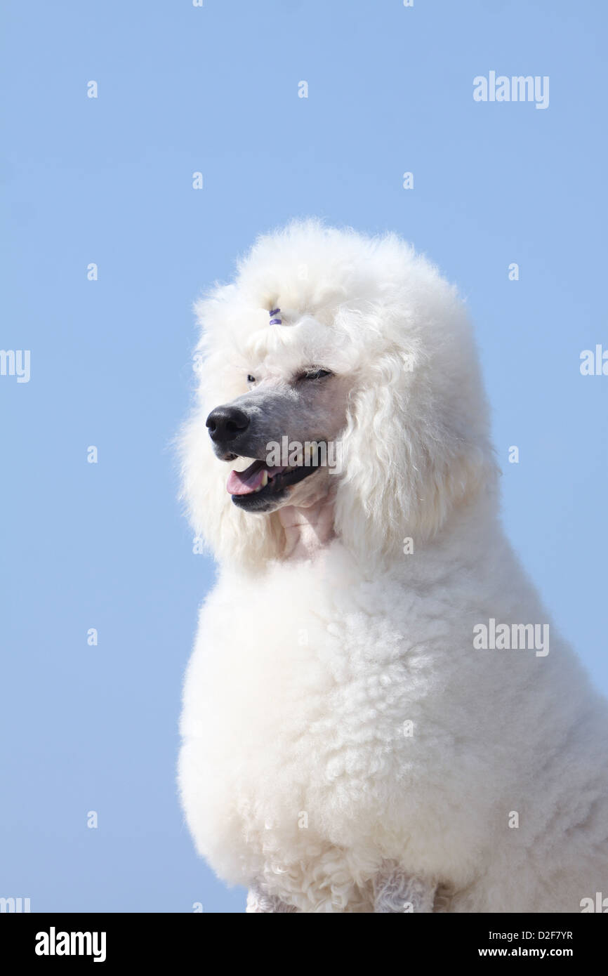 Pudel Hund / Pudel / Caniche standard Grande Erwachsene (weiss ...