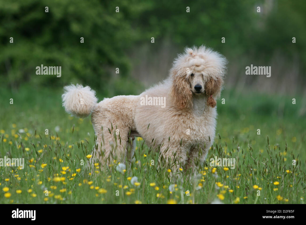 Pudel Hund / Pudel / Caniche standard Grande riesigen Erwachsenen ...