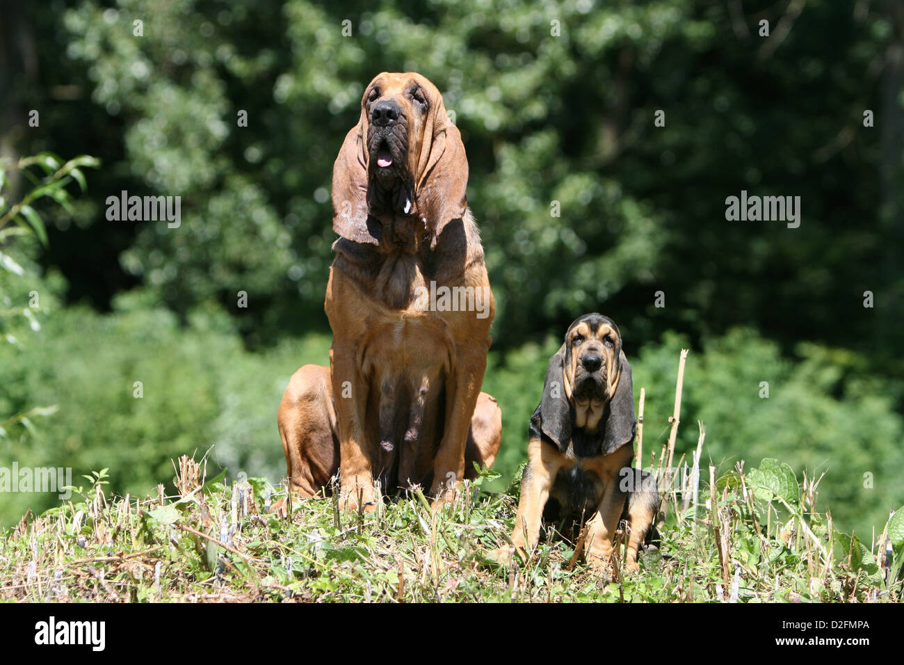 Hund Bluthund / Chien de Saint-Hubert Erwachsene und Welpen sitzen auf ...