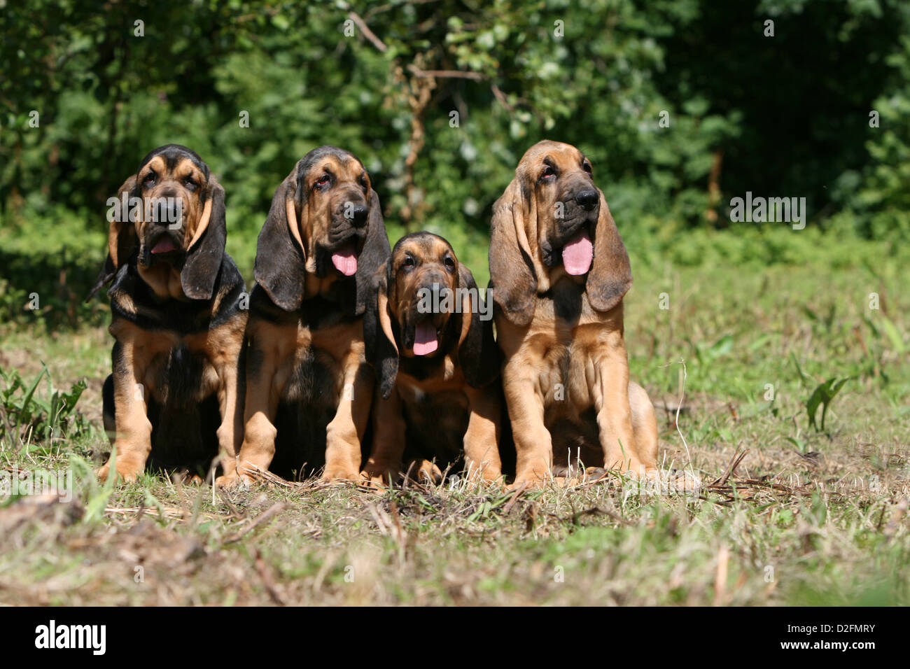 Hund Bluthund / Chien de Saint-Hubert vier Welpen sitzen auf einer ...