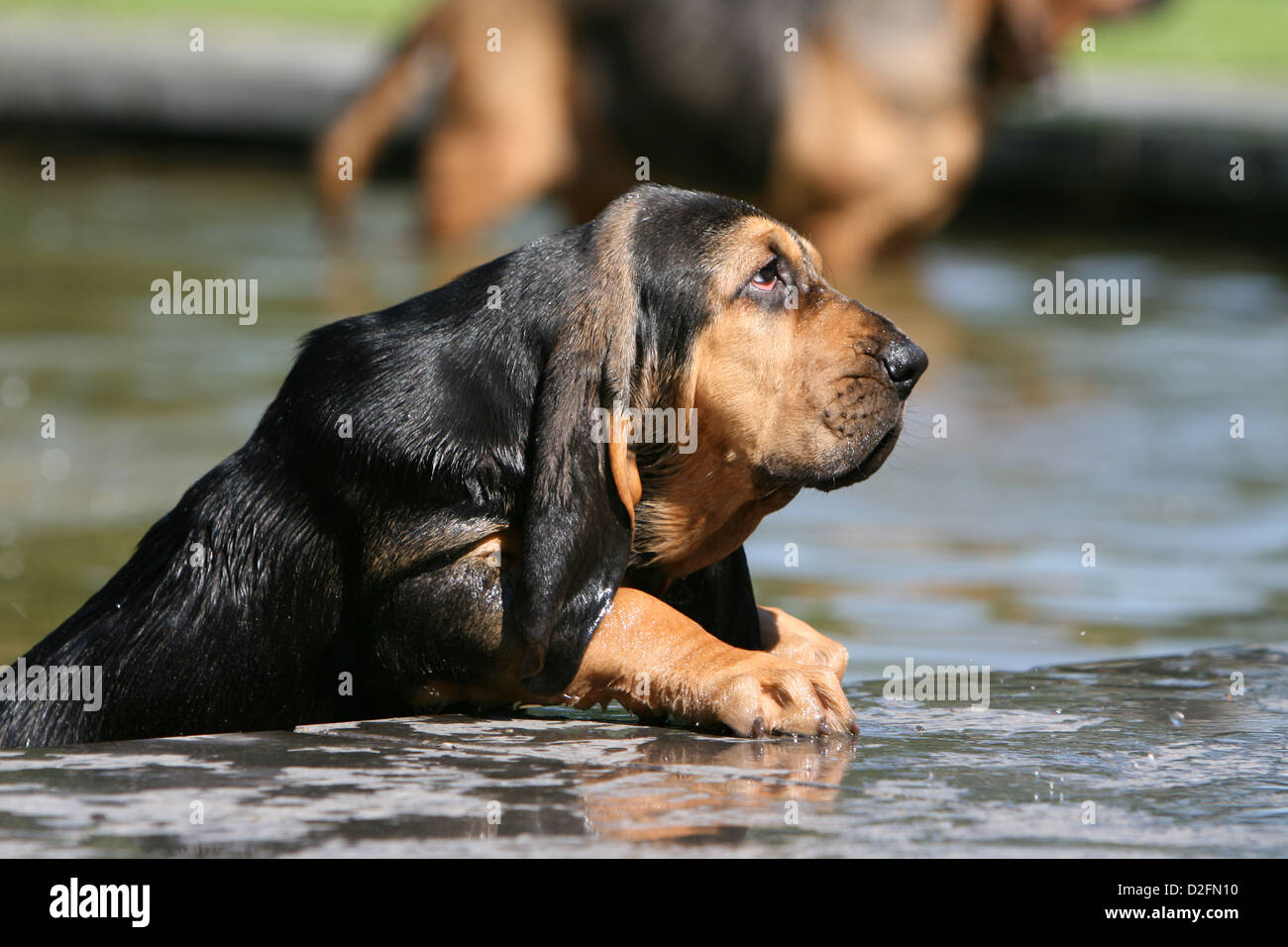 Young bloodhound st hubert hound -Fotos und -Bildmaterial in hoher ...