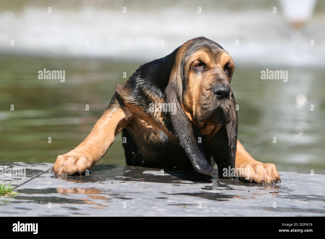 Bluthunde welpe -Fotos und -Bildmaterial in hoher Auflösung – Alamy