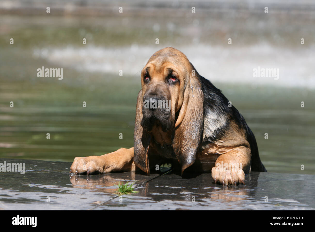 Young bloodhound st hubert hound -Fotos und -Bildmaterial in hoher ...