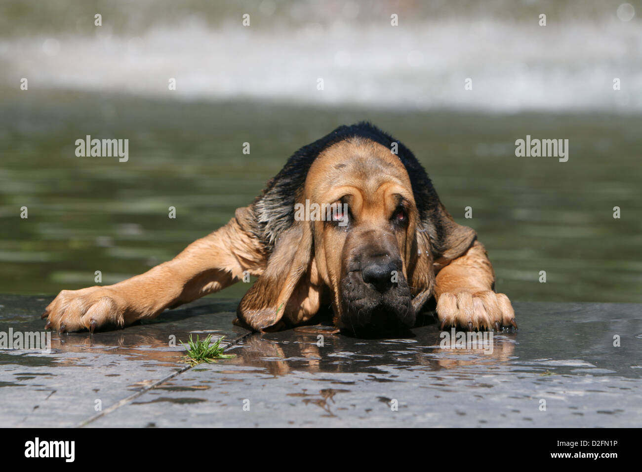 Bluthunde welpe -Fotos und -Bildmaterial in hoher Auflösung – Alamy