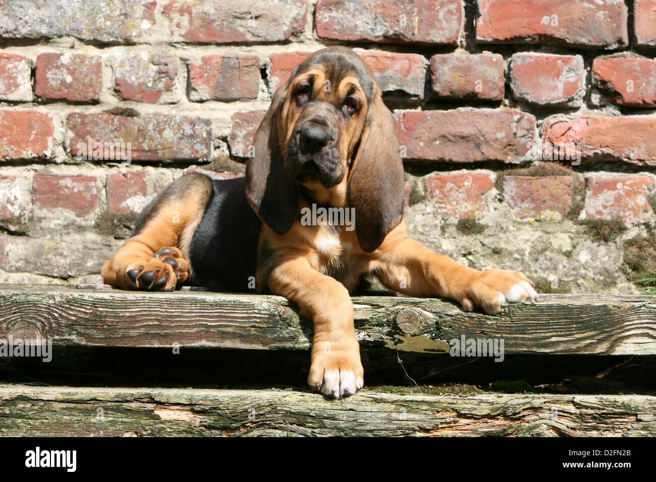 Young bloodhound st hubert hound -Fotos und -Bildmaterial in hoher ...