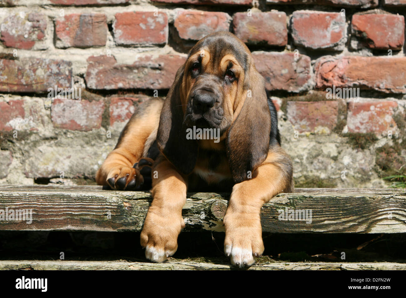 Young bloodhound st hubert hound -Fotos und -Bildmaterial in hoher ...