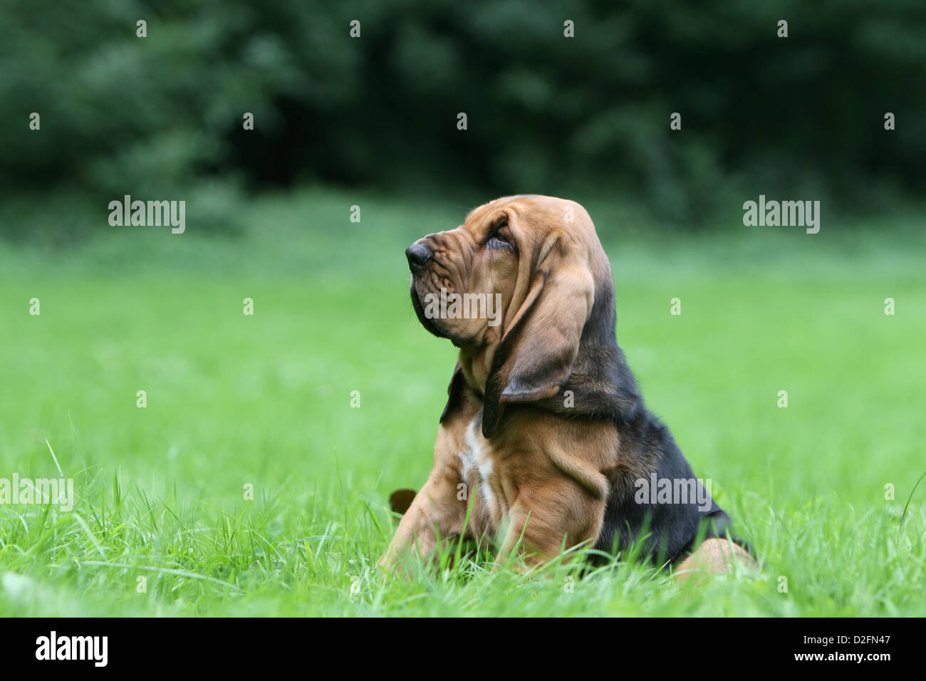 Young bloodhound st hubert hound -Fotos und -Bildmaterial in hoher ...