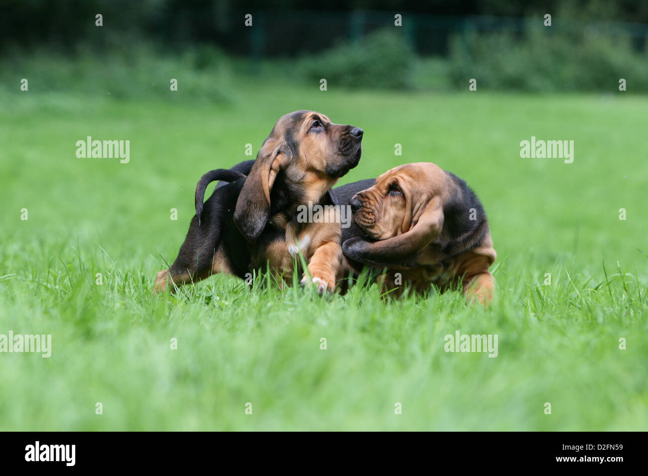 Hund Bluthund / Chien de Saint-Hubert zwei Welpen spielen auf der Wiese ...