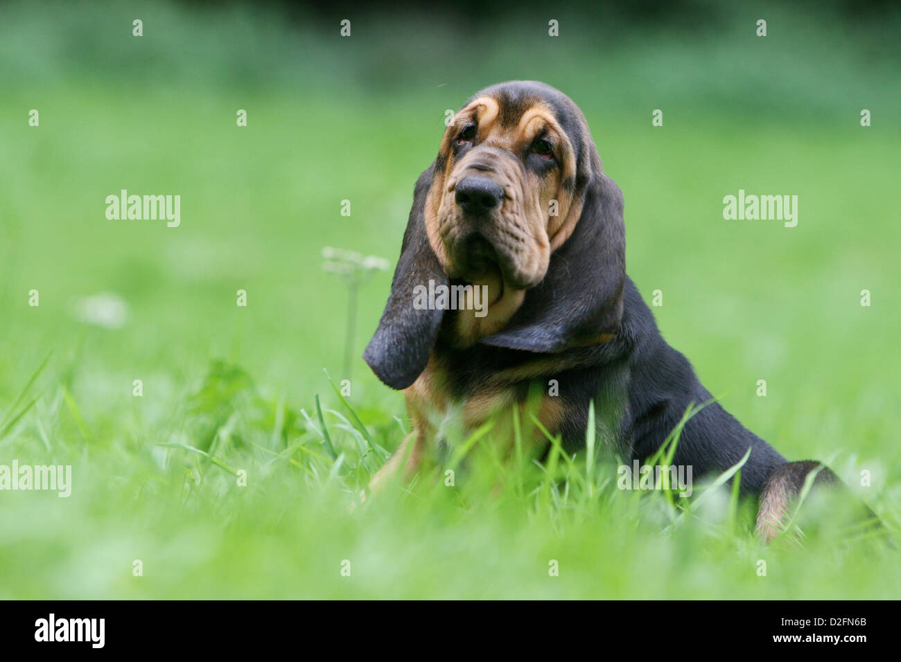 Hund Bluthund / Chien de Saint-Hubert Welpen sitzen in der Wiese ...