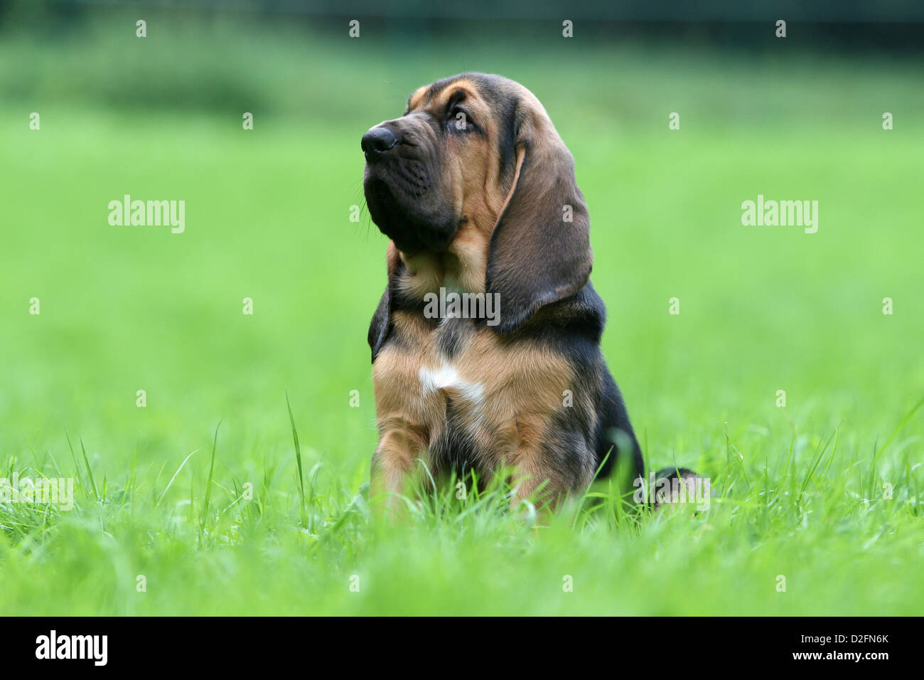 Hund Bluthund / Chien de Saint-Hubert Welpen sitzen in der Wiese ...