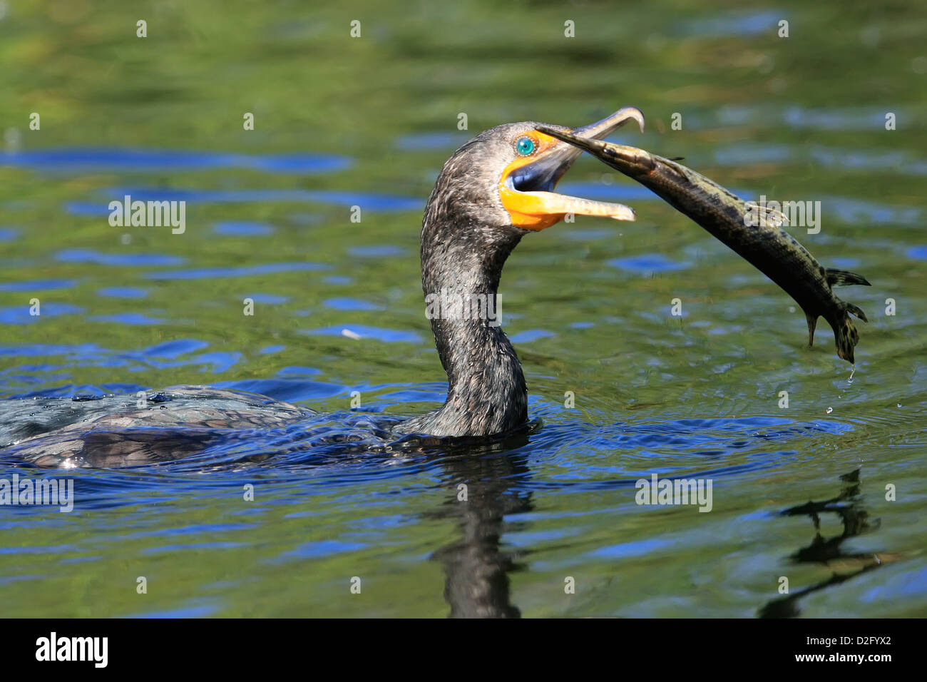 Doppel-Crested Kormoran (Phalaccrocorax Auritus) mit Fisch im Schnabel ...