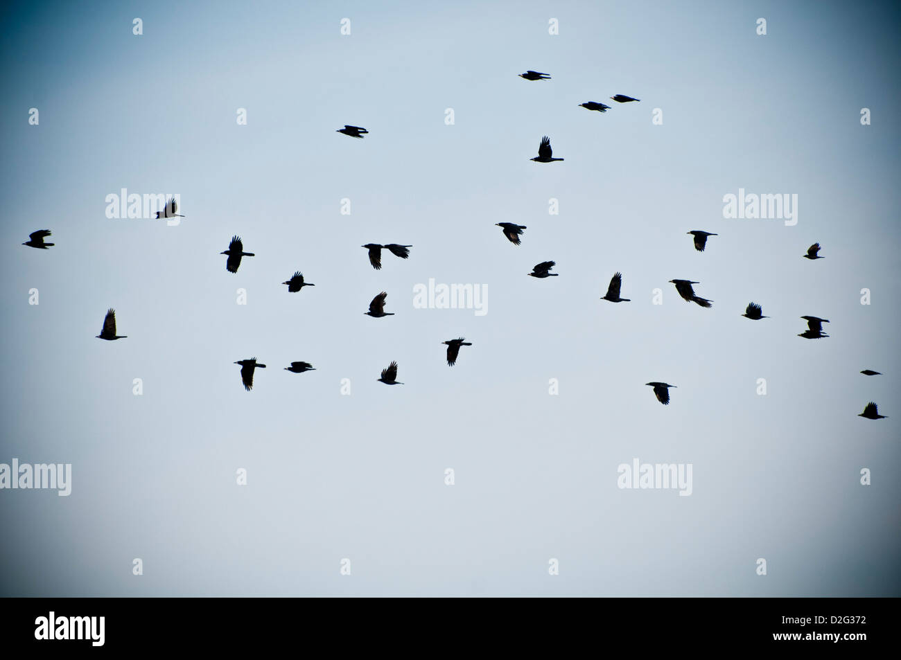Voegel birds -Fotos und -Bildmaterial in hoher Auflösung – Alamy