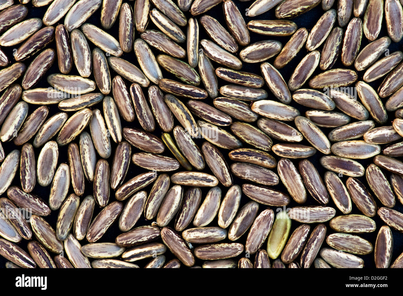 Flammenbaumsamen delonix regia -Fotos und -Bildmaterial in hoher ...