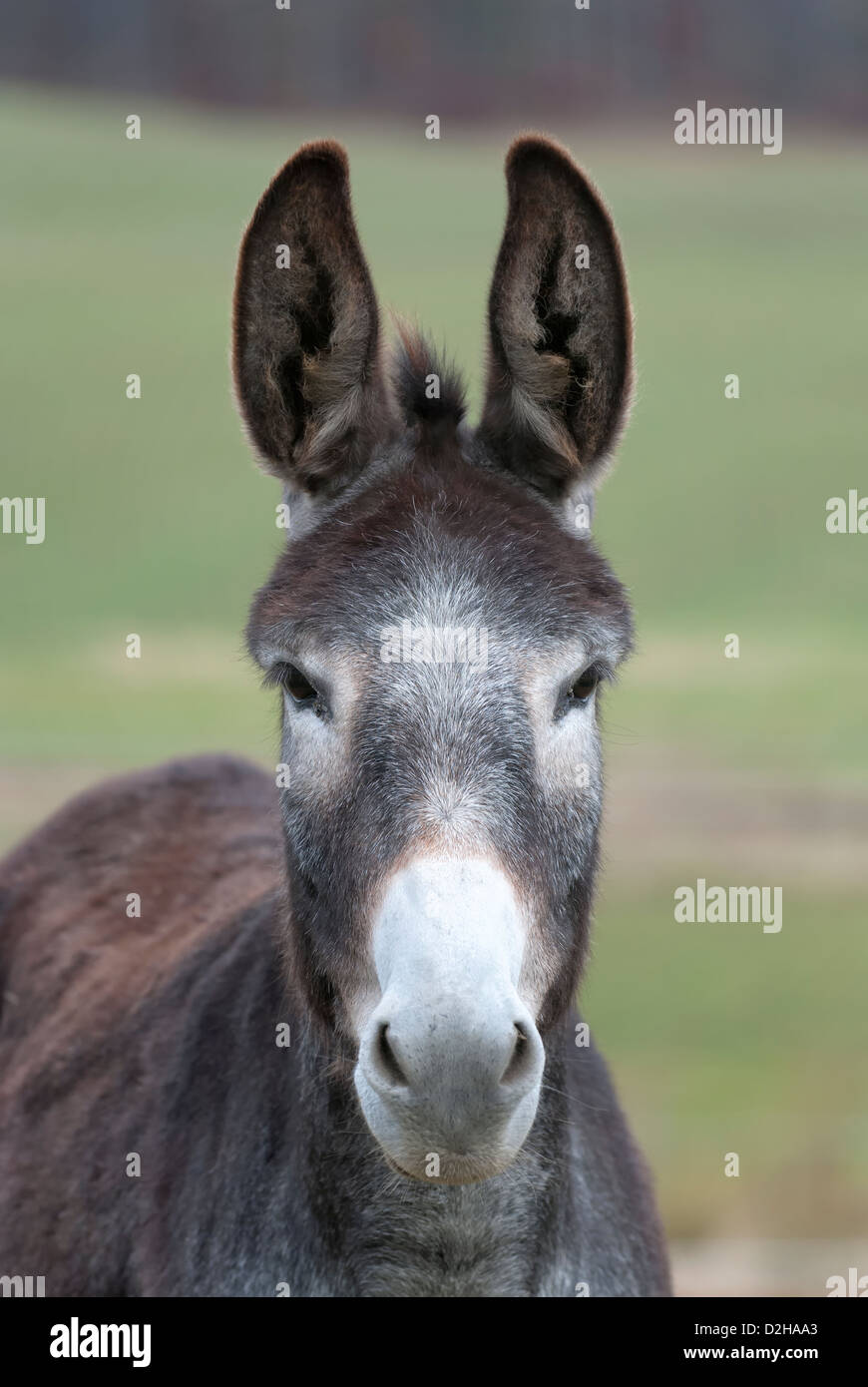 Esel kopf -Fotos und -Bildmaterial in hoher Auflösung – Alamy