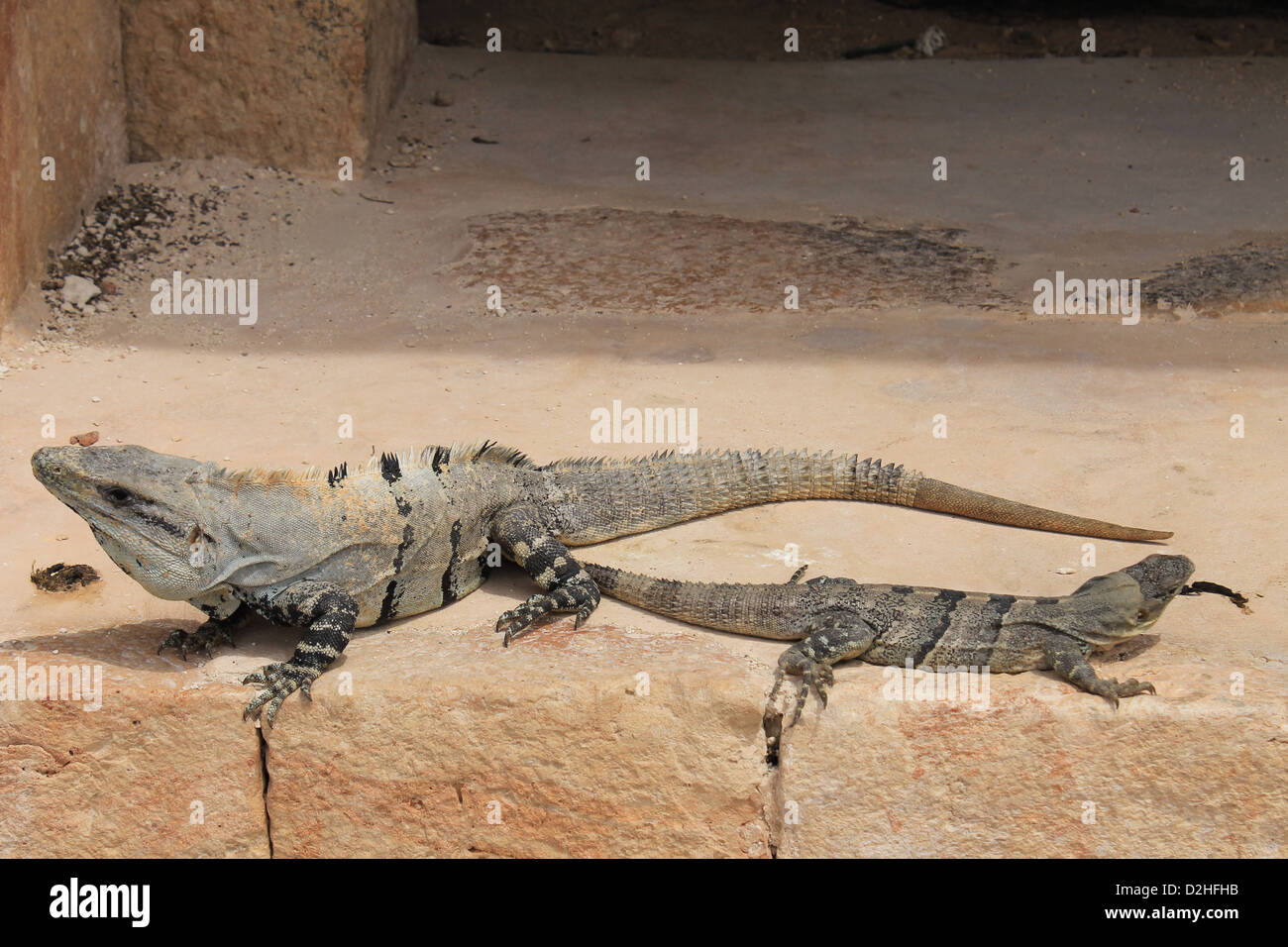 Leguane in mexiko -Fotos und -Bildmaterial in hoher Auflösung – Alamy