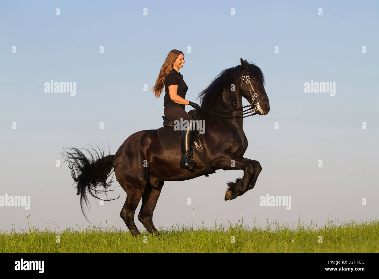 Friesen Pferd mit Reiter, die Durchführung einer Levade Stockfotografie ...