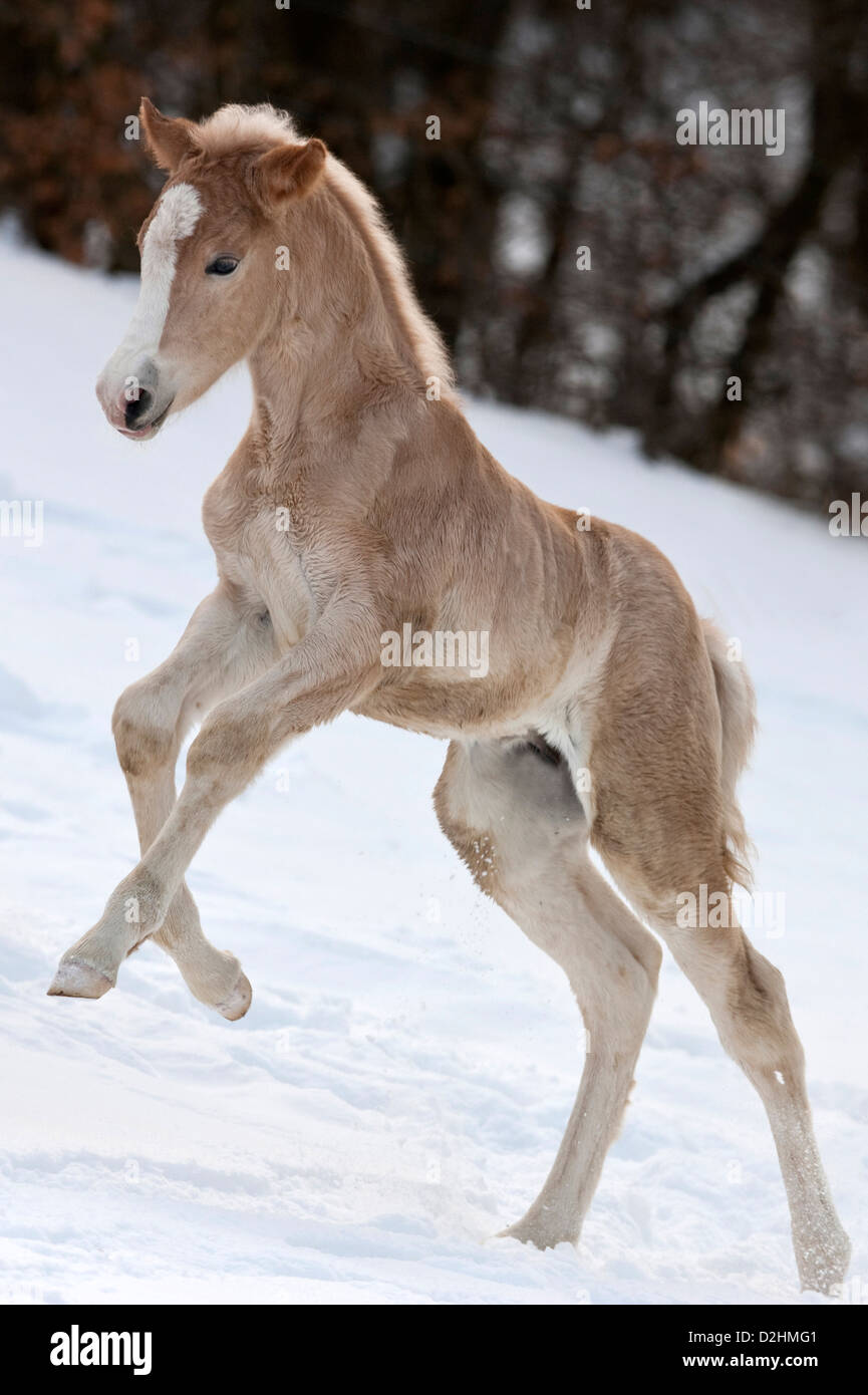 Haflinger Pferd. Fohlen auf einer schneebedeckten Wiese Ruckeln ...