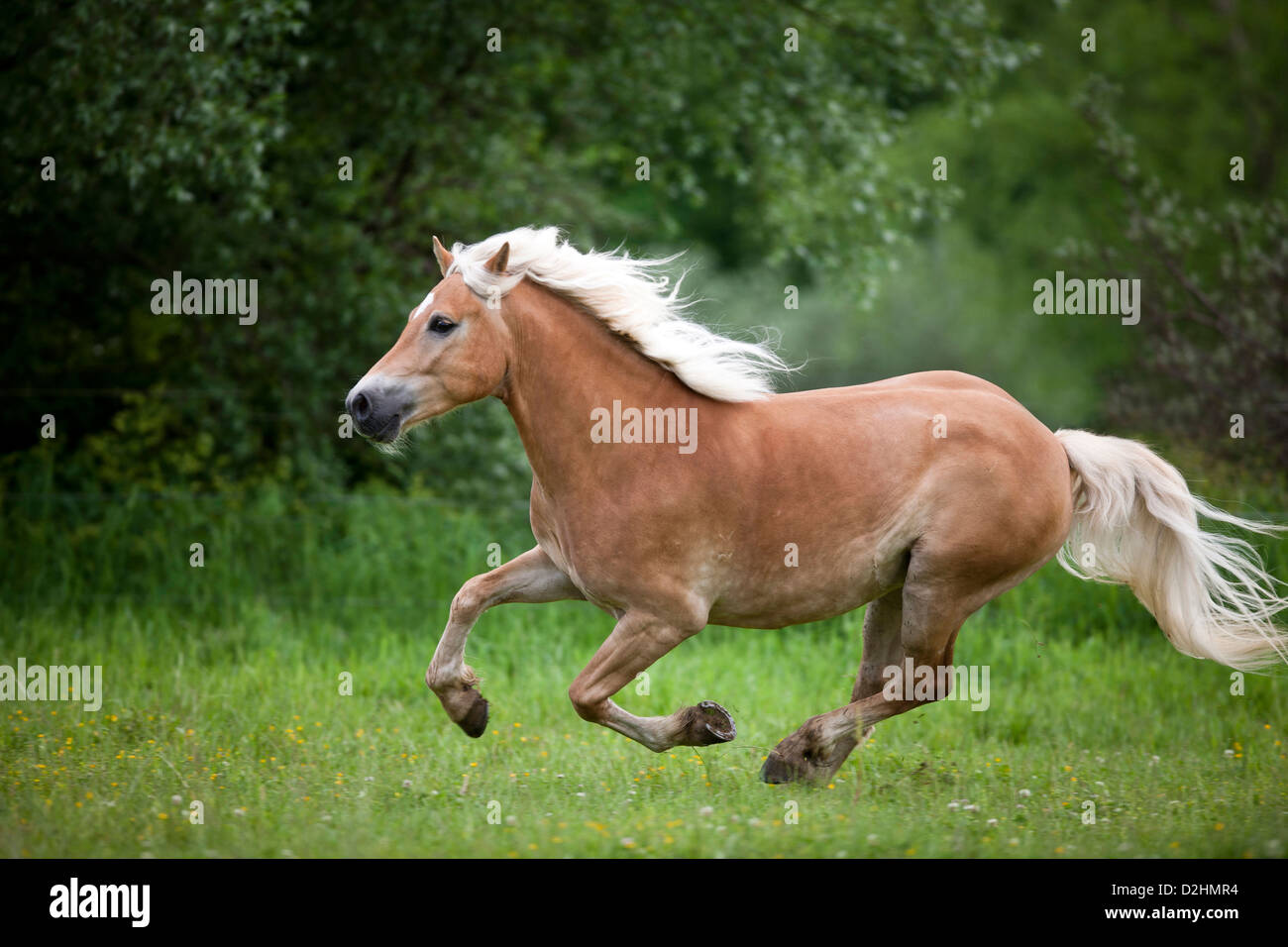 Haflinger Pferd. Der Hengst Amigo im Galopp auf der Wiese ...
