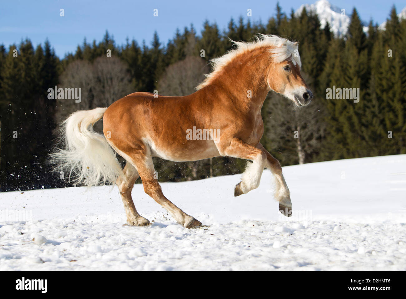 Haflinger horse chestnut stallion galloping -Fotos und -Bildmaterial in hoher Auflösung – Alamy