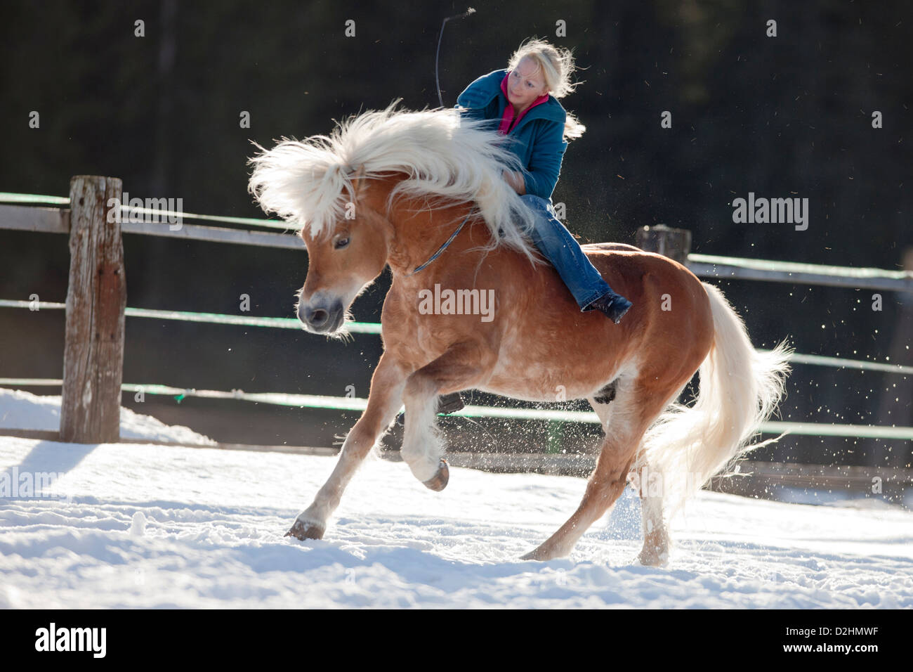 Haflinger horse chestnut stallion galloping -Fotos und -Bildmaterial in hoher Auflösung – Alamy