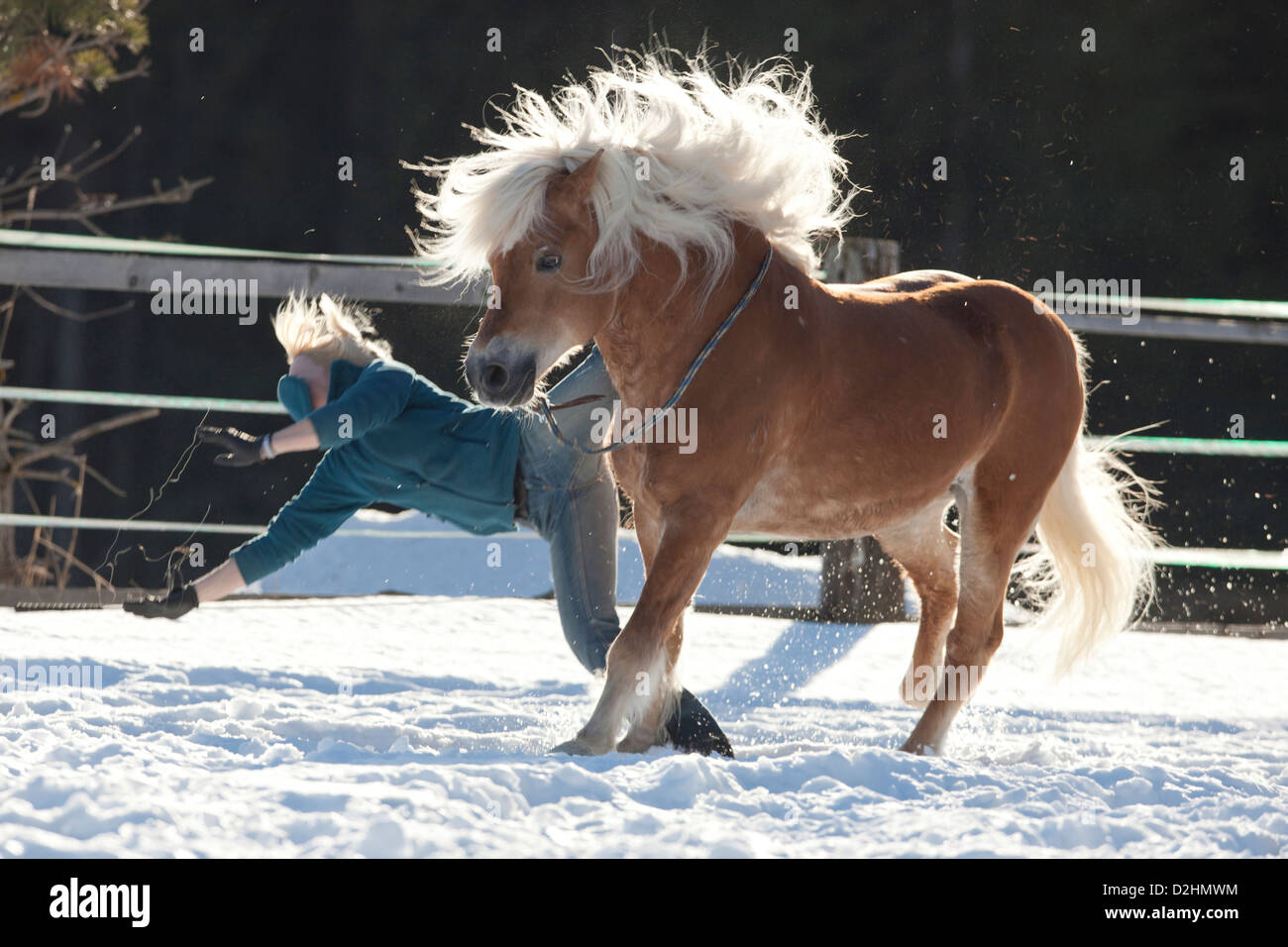 Haflinger Horse Chestnut Stallion Galloping Stockfotos und -bilder Kaufen - Alamy