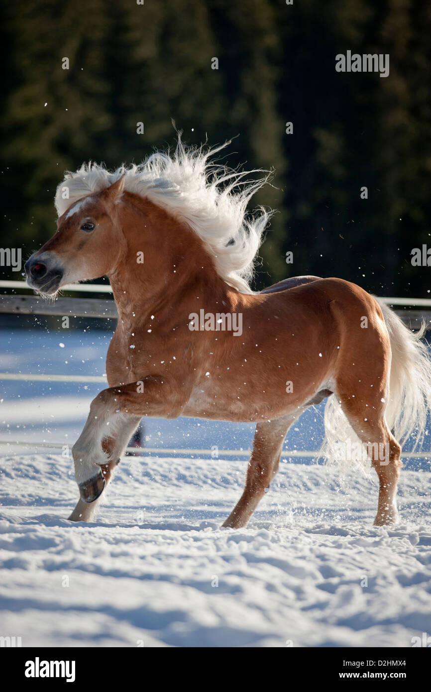Haflinger horse chestnut stallion galloping -Fotos und -Bildmaterial in hoher Auflösung – Alamy