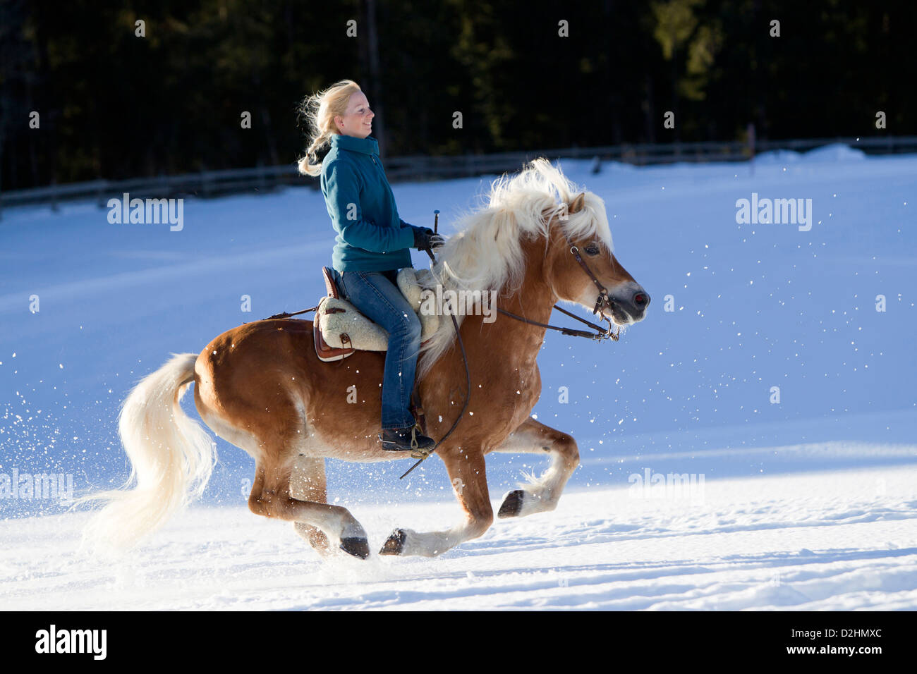 Haflinger Horse Chestnut Stallion Galloping Stockfotos und -bilder ...