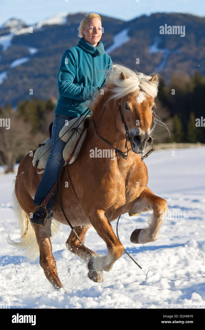 Haflinger horse chestnut stallion galloping -Fotos und -Bildmaterial in hoher Auflösung – Alamy
