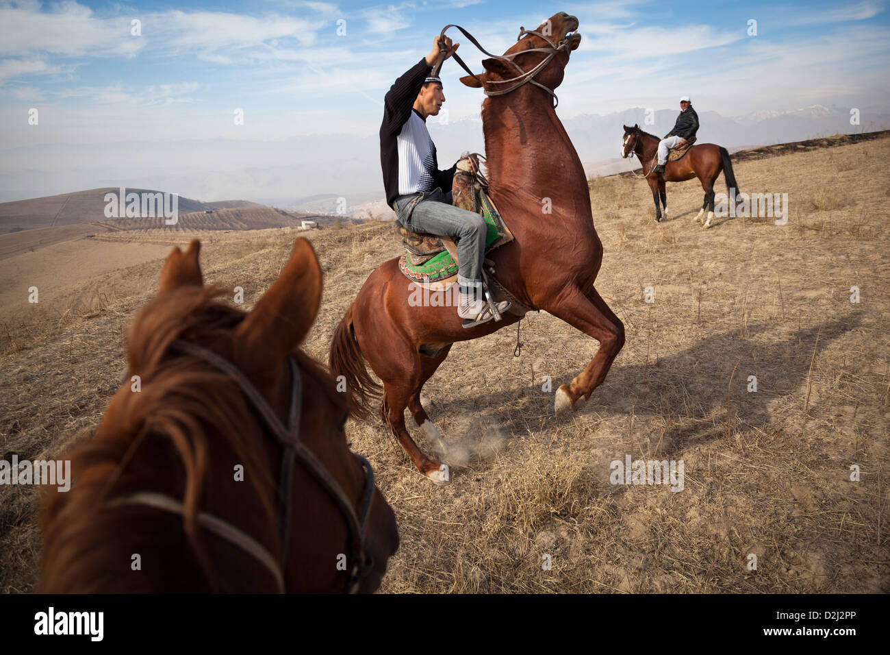 Horse standing on hind legs -Fotos und -Bildmaterial in hoher Auflösung ...