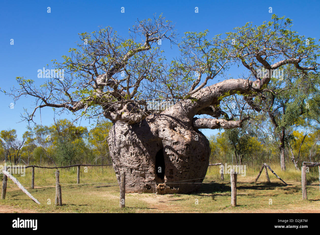 Prison tree -Fotos und -Bildmaterial in hoher Auflösung – Alamy