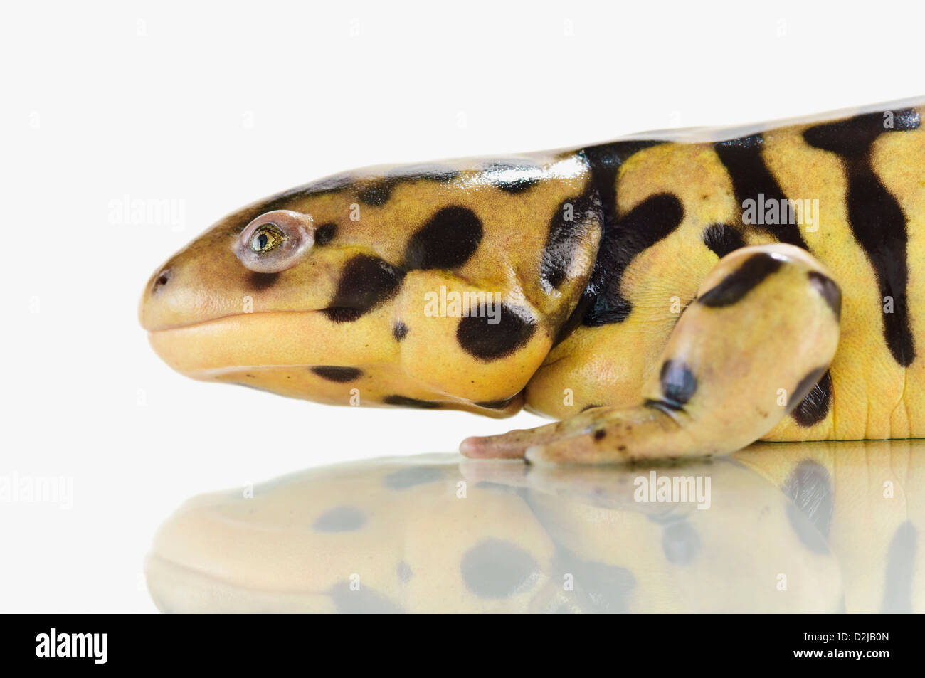 Tiger salamanders -Fotos und -Bildmaterial in hoher Auflösung – Alamy