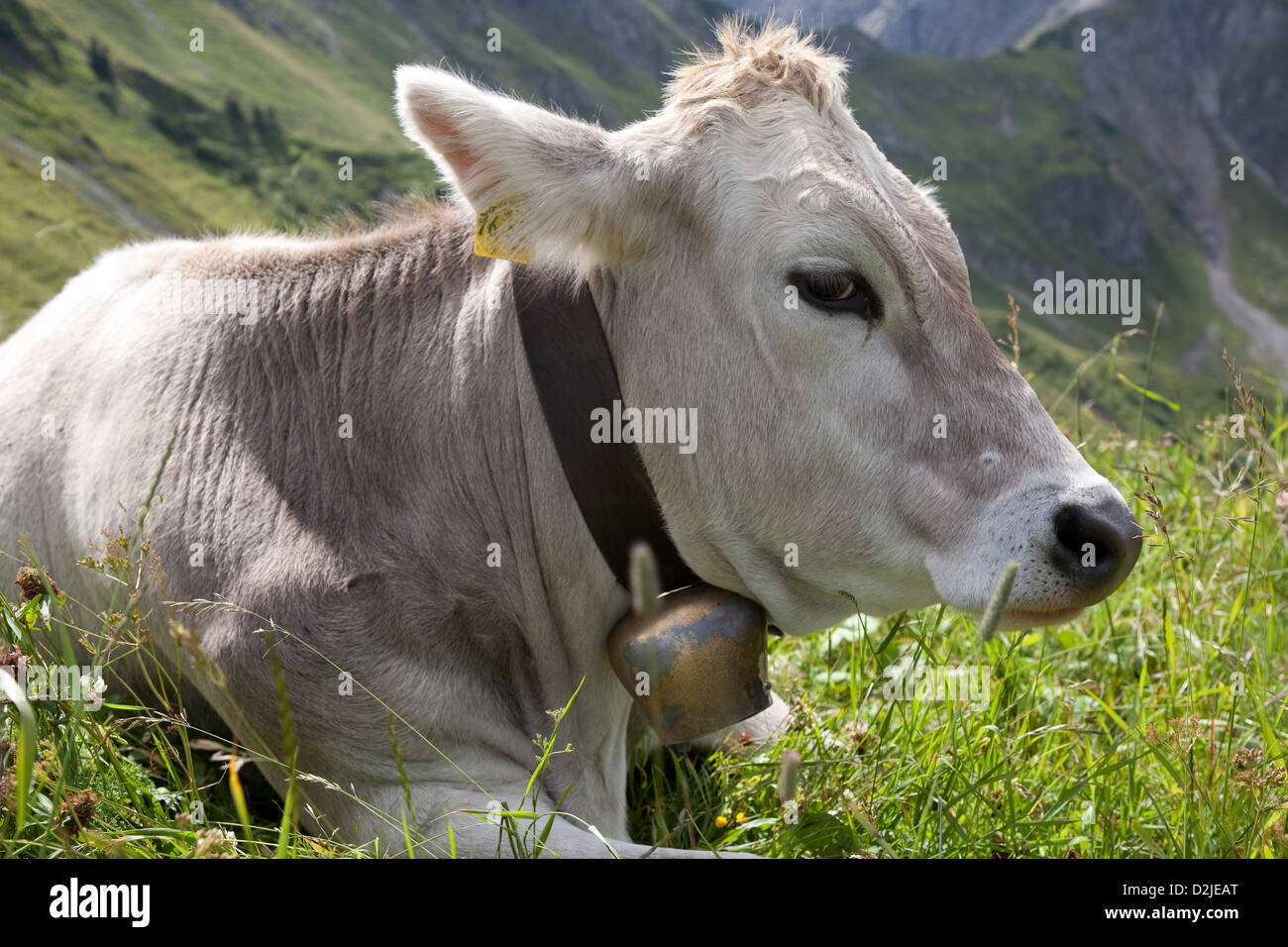 Zermatt, Schweiz, Schweizer Kuh auf der Weide mit Kuhglocke ...