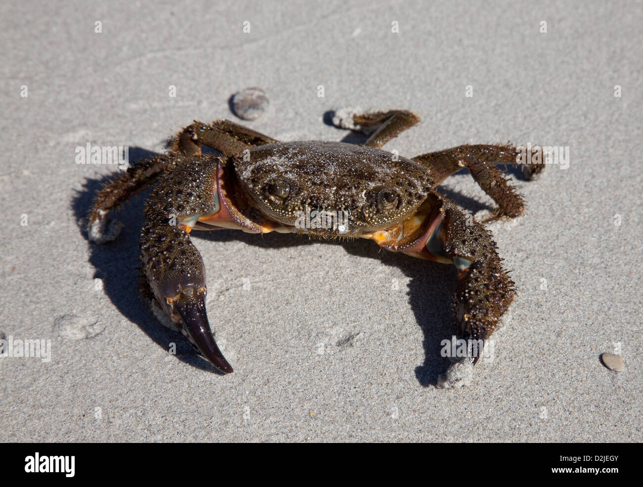 Krebs strand -Fotos und -Bildmaterial in hoher Auflösung – Alamy