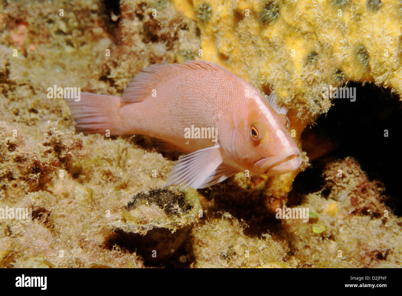 Breaksea Cod (Epinephelides Armatus) am Wrack der "HMAS Swan ...