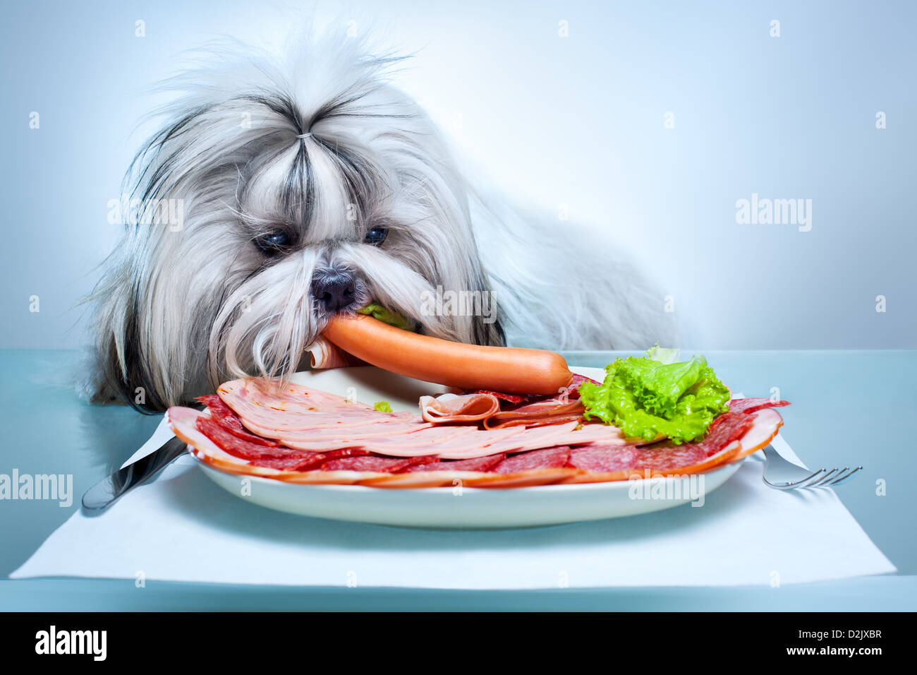 Hundefleisch essen -Fotos und -Bildmaterial in hoher Auflösung – Alamy