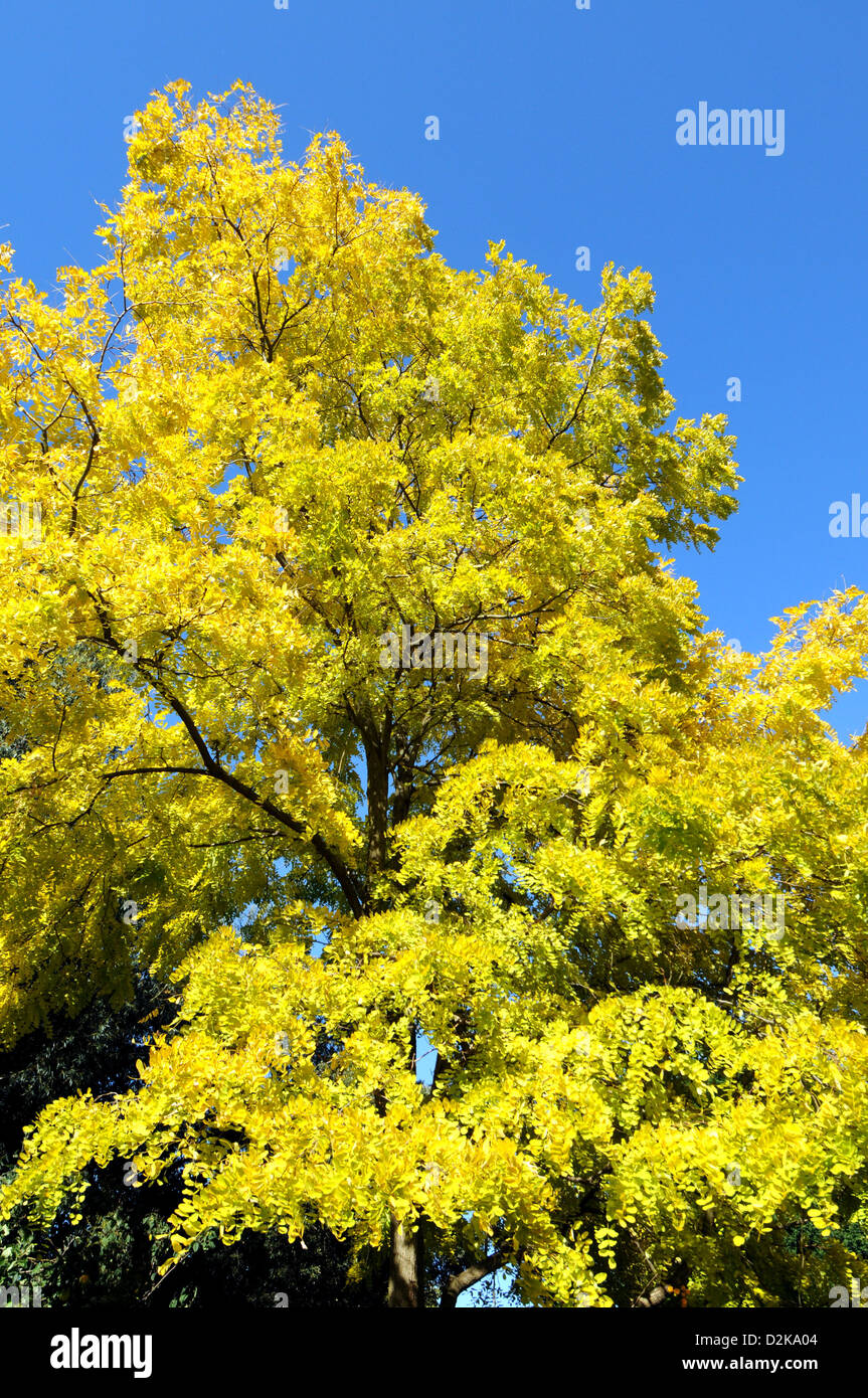 Robinie Pseudoacacia Baum Stockfotos und -bilder Kaufen - Alamy