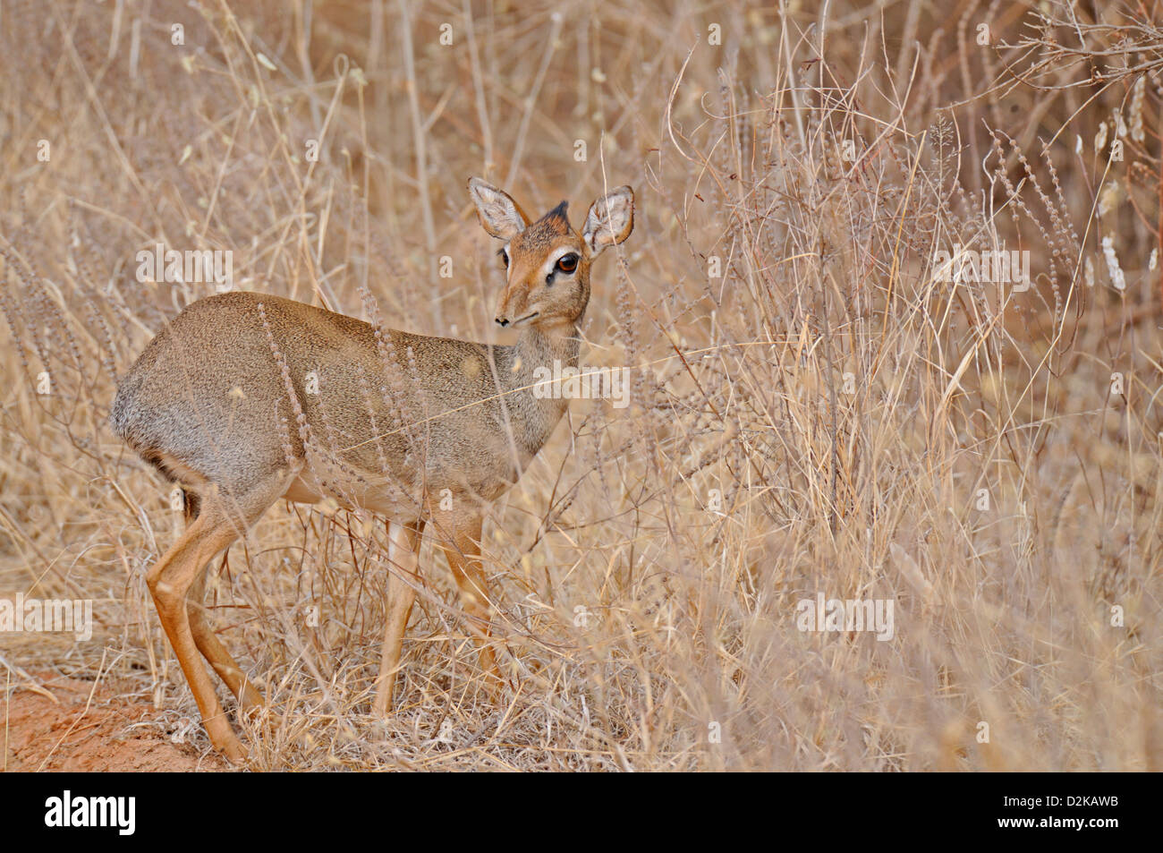 Kirk Dikdik Antilope im Tsavo-Nationalpark, Kenia Stockfotografie - Alamy