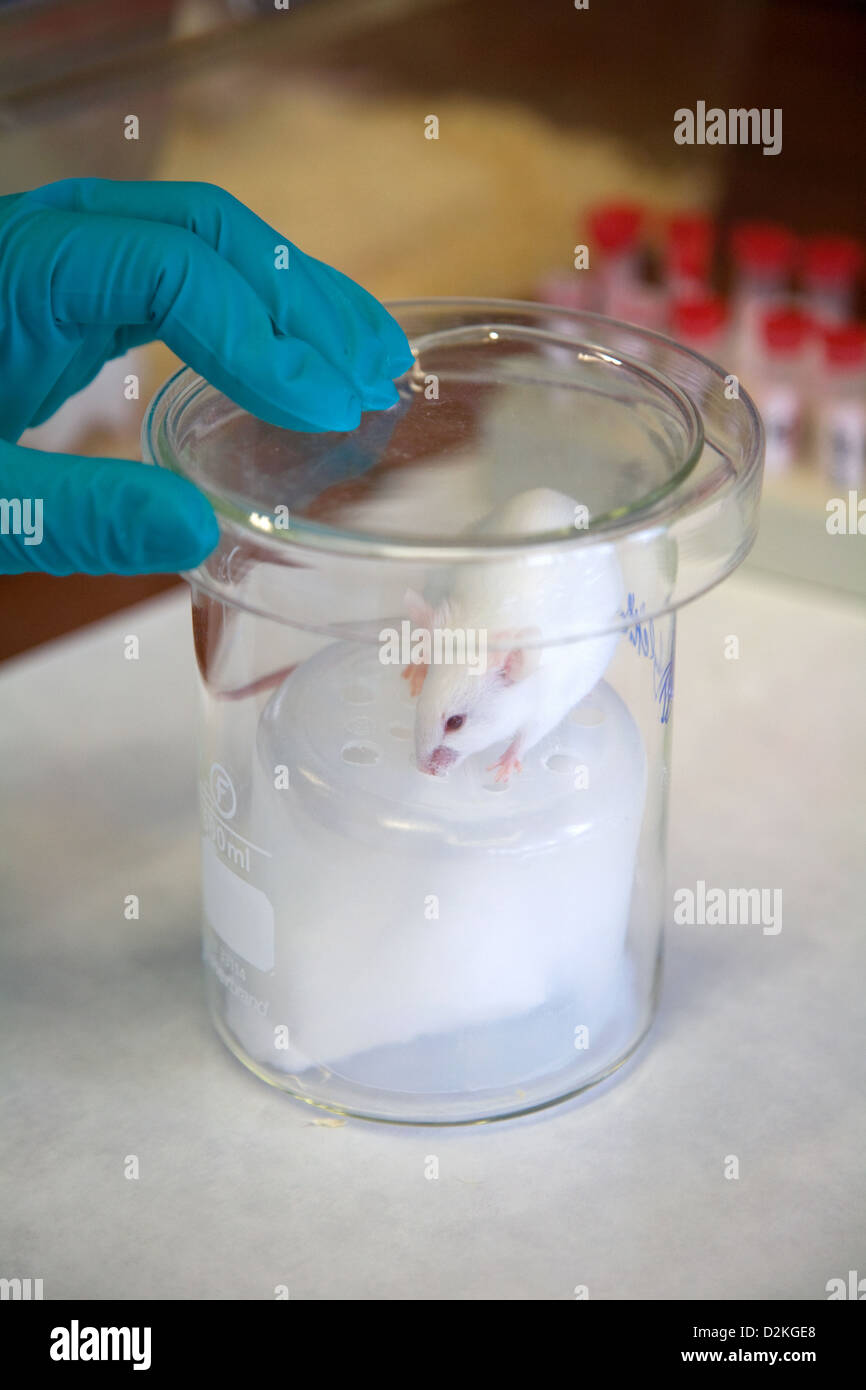 Labor maus glas -Fotos und -Bildmaterial in hoher Auflösung – Alamy