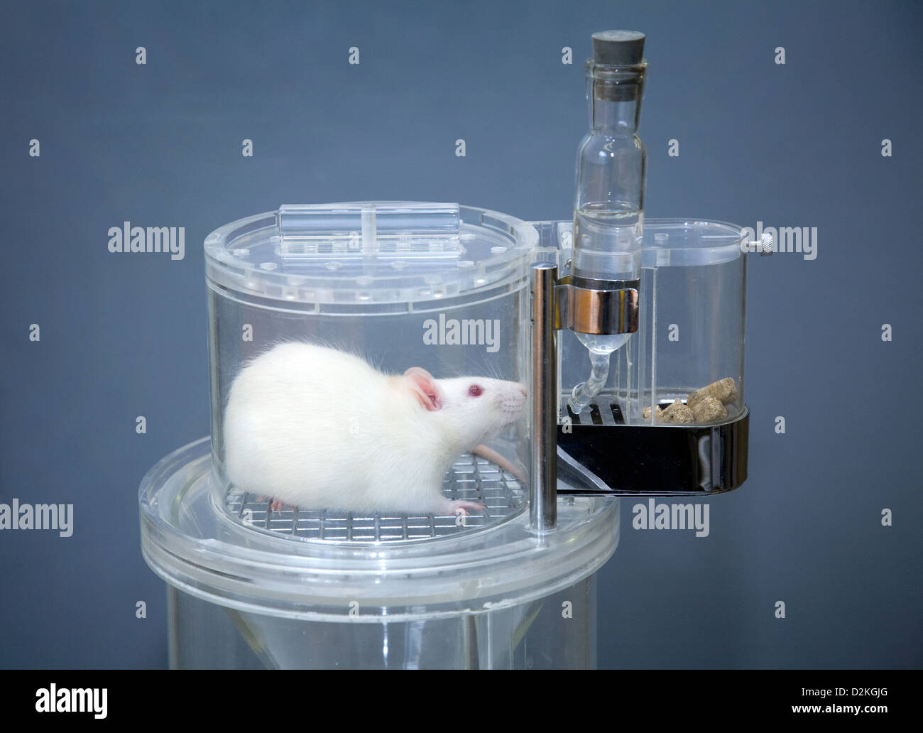 Albino ratte -Fotos und -Bildmaterial in hoher Auflösung – Alamy