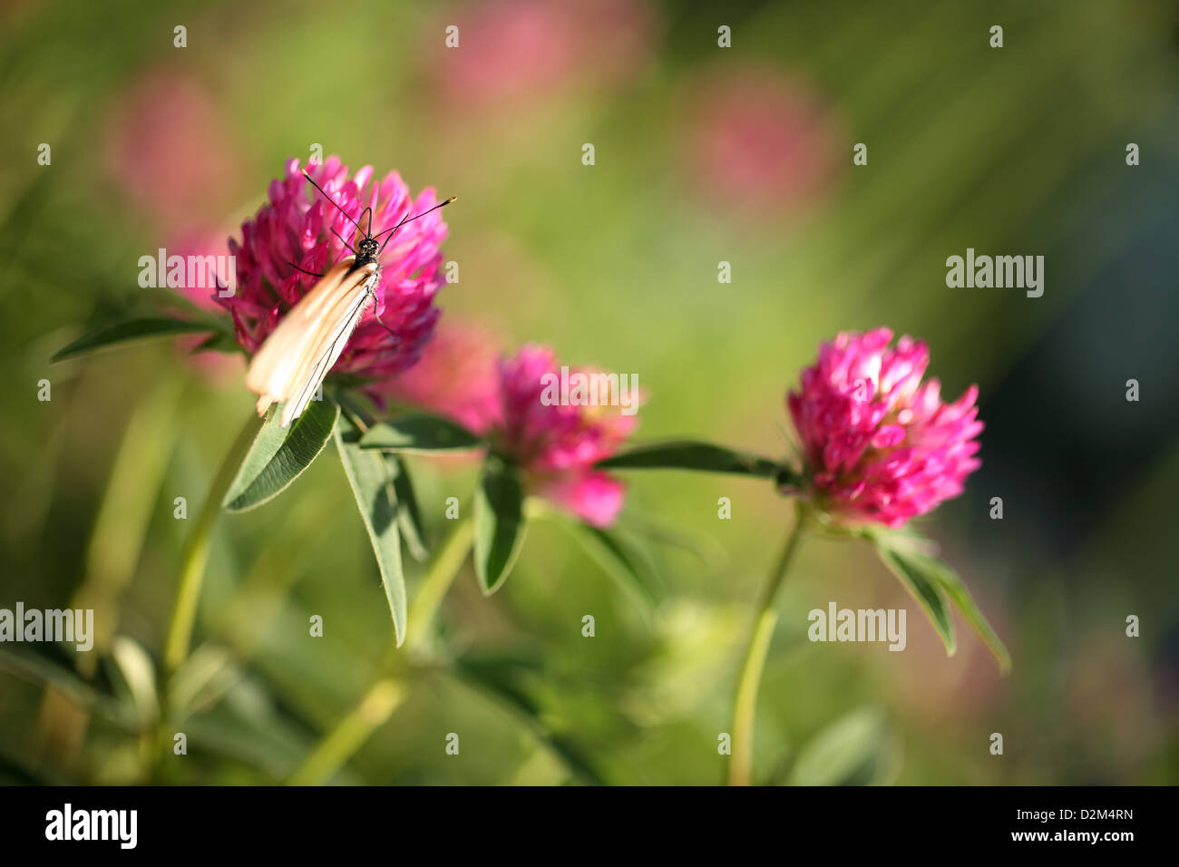 Klee blume makrofoto -Fotos und -Bildmaterial in hoher Auflösung – Alamy